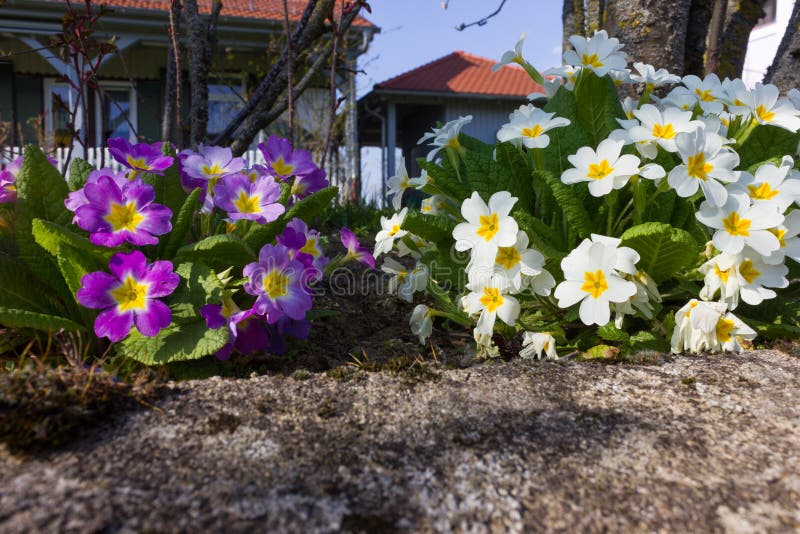 Eastern Flowers and Idyllics Stock Image - Image of prairie, flowers ...