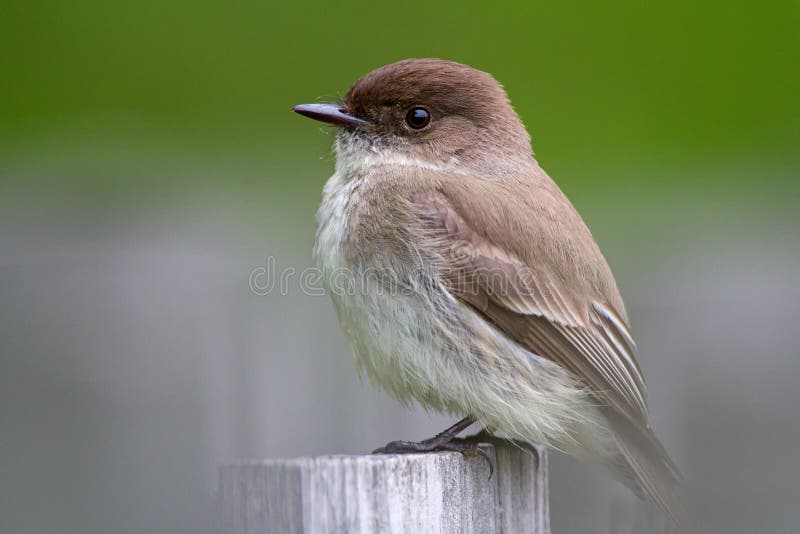 Eastern flycatcher stock photo. Image of wild, eastern - 64039074