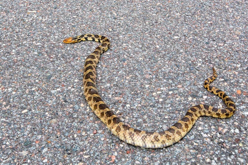 Eastern Fox Snake (Elaphe Vulpina) Crossing the Road Stock Image ...