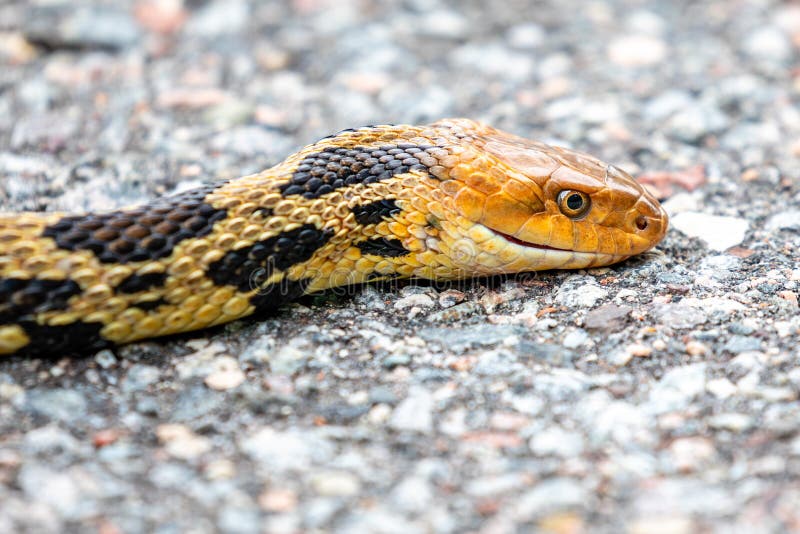 Eastern Fox Snake (Elaphe Vulpina) Crossing the Road Stock Photo ...