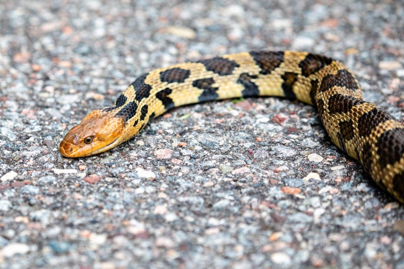 Eastern Fox Snake (Elaphe Vulpina) Crossing the Road Stock Photo ...