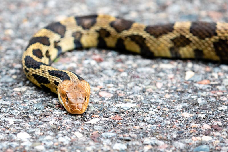 Eastern Fox Snake (Elaphe Vulpina) Crossing the Road Stock Image ...