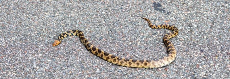 Eastern Fox Snake (Elaphe Vulpina) Crossing the Road Stock Photo ...