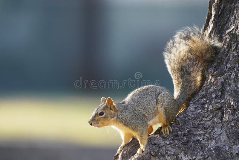 Squirrel posing on a tree stock image. Image of creature - 250367601