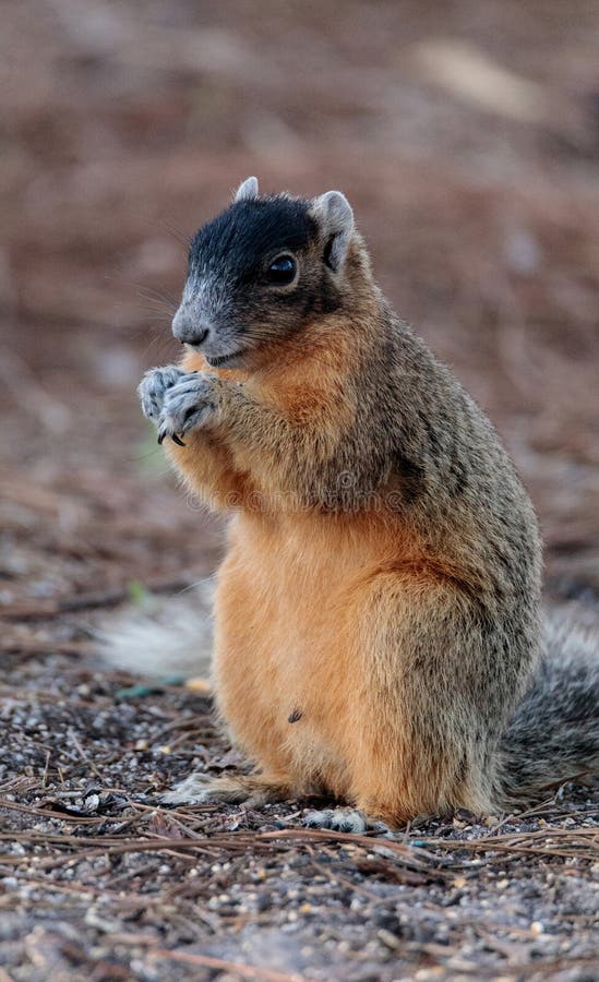 Eastern Fox Squirrel Sciurus Niger R Stock Image - Image of bryant ...