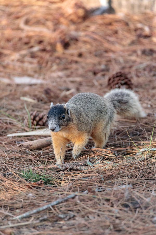 Eastern Fox Squirrel Sciurus Niger R Stock Image - Image of cute, niger ...
