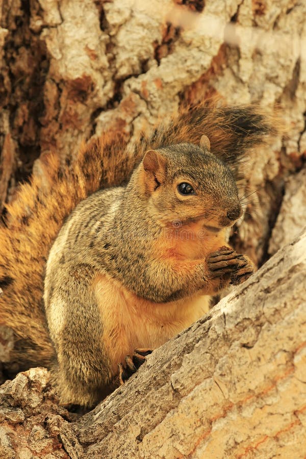 Eastern Fox Squirrel Sitting on a Tree Stock Photo - Image of sciurus ...