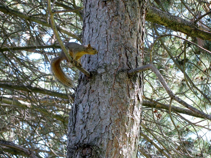 Eastern Fox Squirrel on the Tree Stock Photo - Image of north, native ...