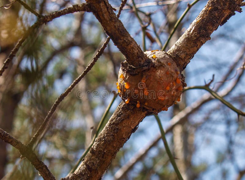 Eastern Gall Rust Cronartium Quercuum Stock Image - Image of pineoak ...