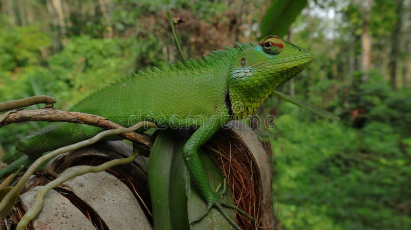 An Eastern Garden Lizard Back Looking with Curious Face Stock Photo ...