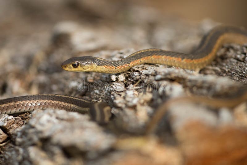 Eastern garder snake stock image. Image of summer, nature - 41435863