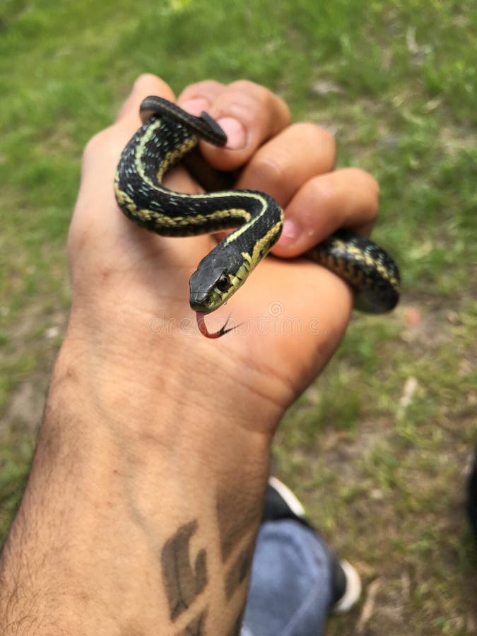 Eastern Garter Snake stock photo. Image of sirtalis - 121903362