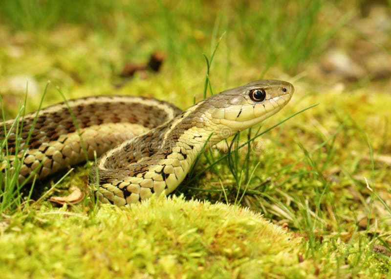 Eastern Garter Snake stock image. Image of stripes, closeup - 31222255