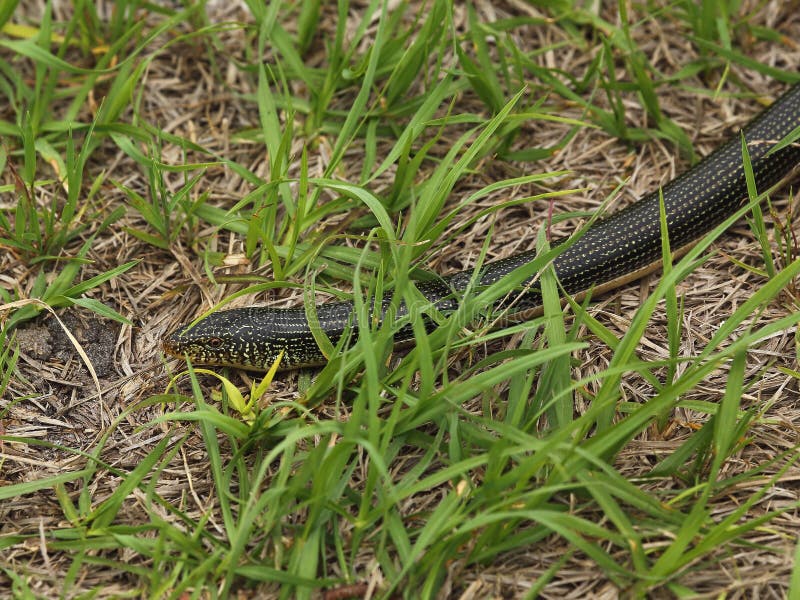 Eastern Glass Lizard stock photo. Image of legless, glass - 167440800