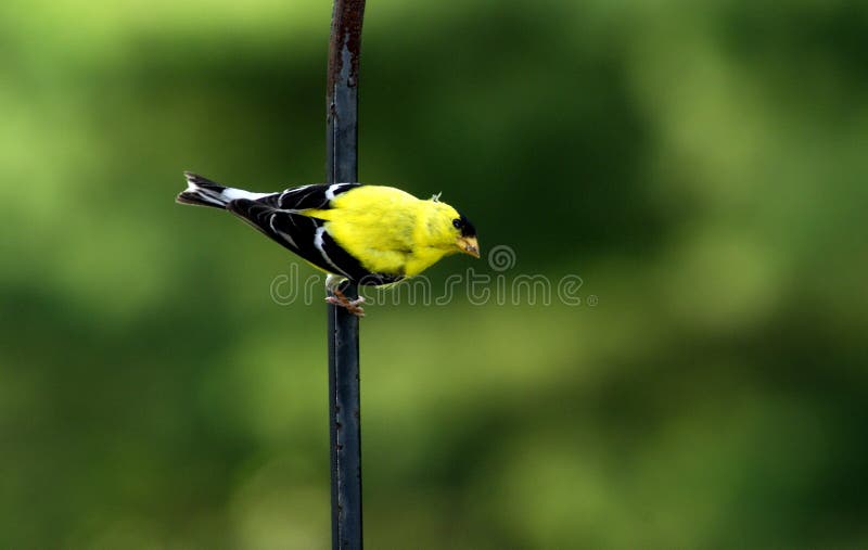 Eastern Gold Finch stock photo. Image of animal, garden - 1056362