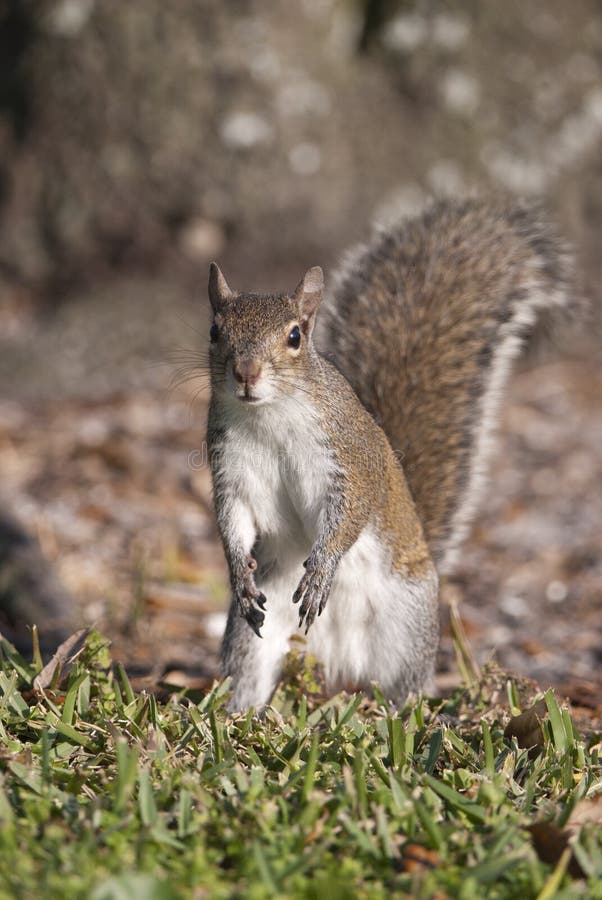 Eastern Gray Squirrel with Striped Tail Stock Photo - Image of raccoon ...