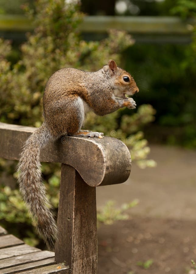 Eastern gray squirrel stock image. Image of closeup, grey - 14878427