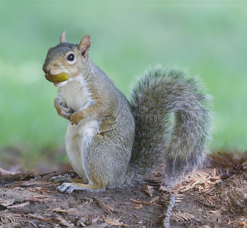 Hoarding Nut Squirrel Stock Photos - Free & Royalty-Free Stock Photos ...