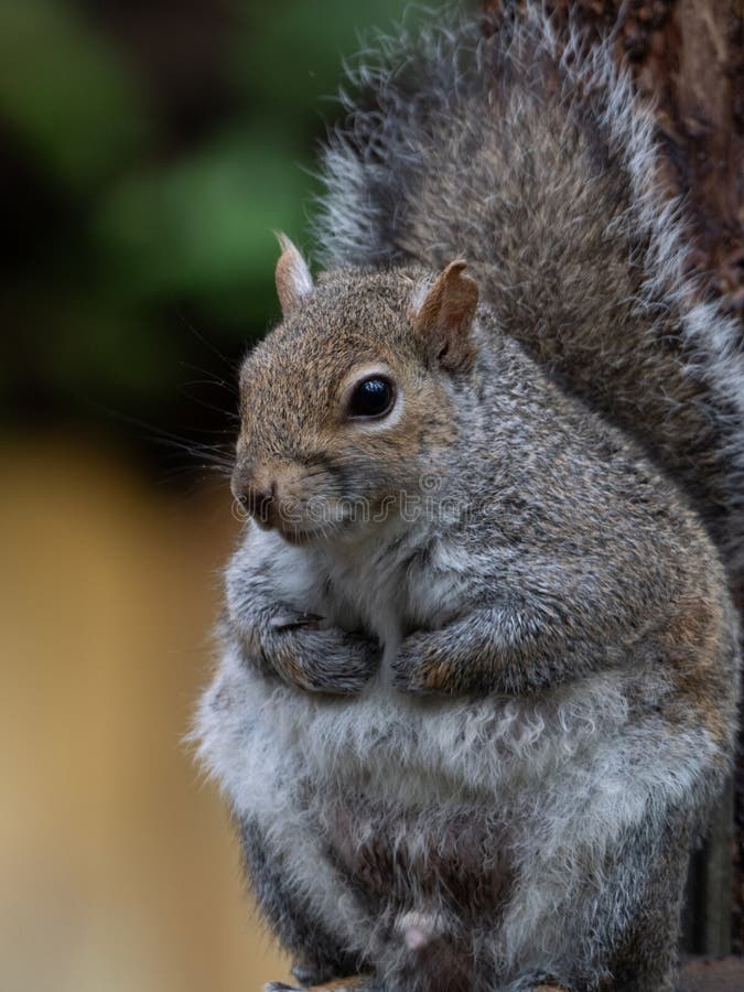 236 Chubby Squirrel Stock Photos - Free & Royalty-Free Stock Photos ...