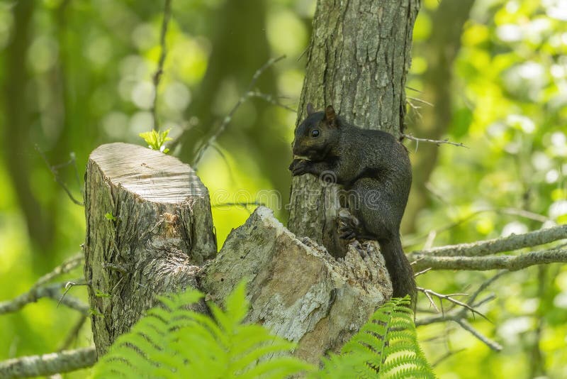 The Black Squirrel. Dark Form Eastern Gray Squirrel in the Park. Stock ...