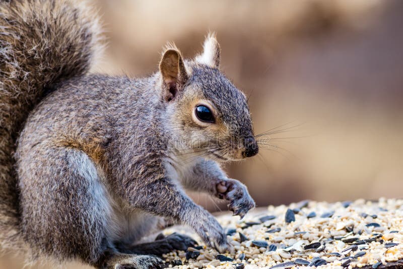 Eastern Gray Squirrel Enjoys a Snack in Beautiful Afternoon Light Stock ...