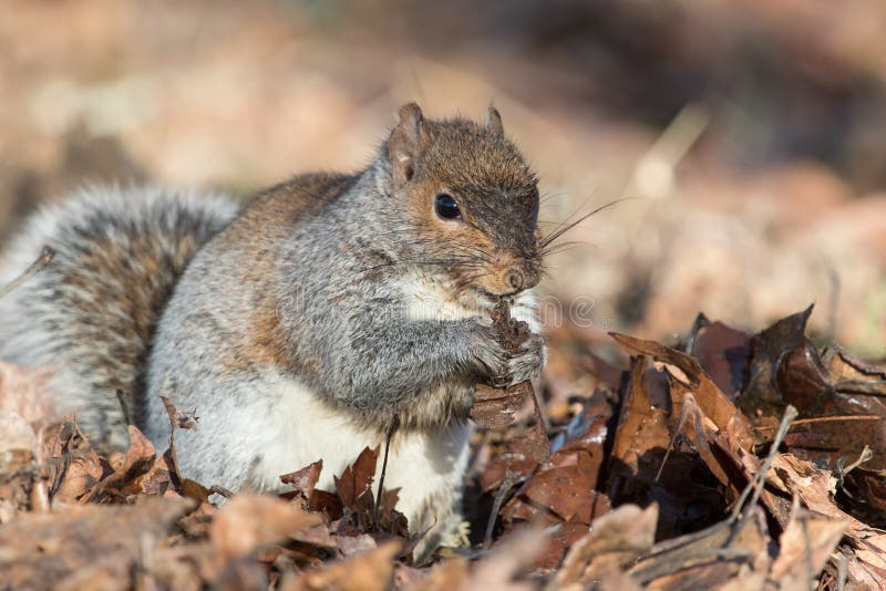 Eastern Gray Squirrel stock photo. Image of species, nature - 86876460
