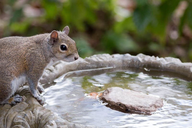 Eastern Gray Squirrel Has a Drink from Birdbath Stock Image - Image of ...