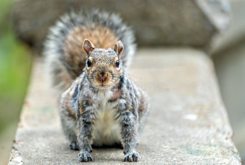 Squirrel in Quebec Province in Canada Stock Image - Image of ...