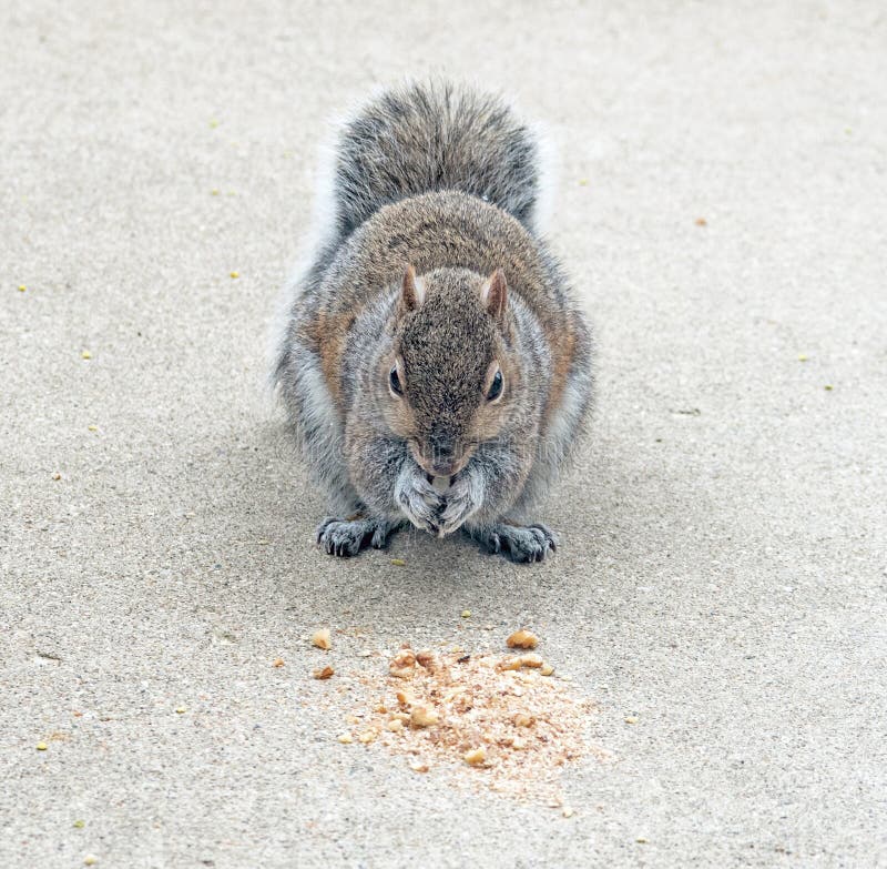 Eastern Gray Squirrel Nibbling on Walnuts Stock Image - Image of crumbs ...