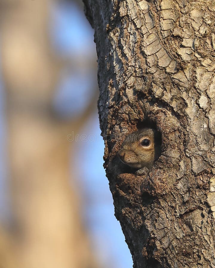 Gray Squirrel on Tree Trunk Stock Photo - Image of curiousity, acorns ...