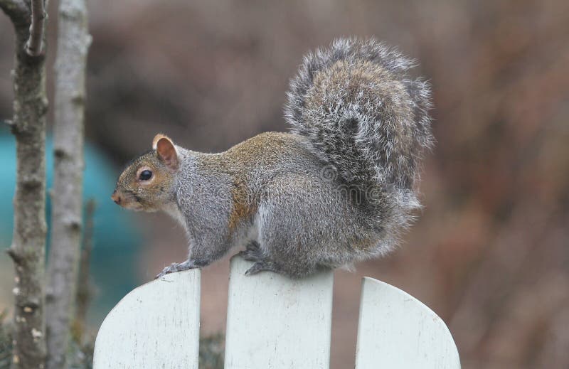 Eastern Gray Squirrel Sitting on a Suet Cylinder Stock Photo - Image of ...