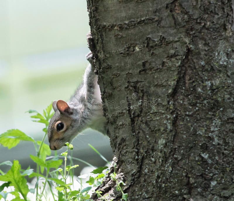Eastern Gray Squirrel Poking Its Head from the Side of a Tree Stock ...