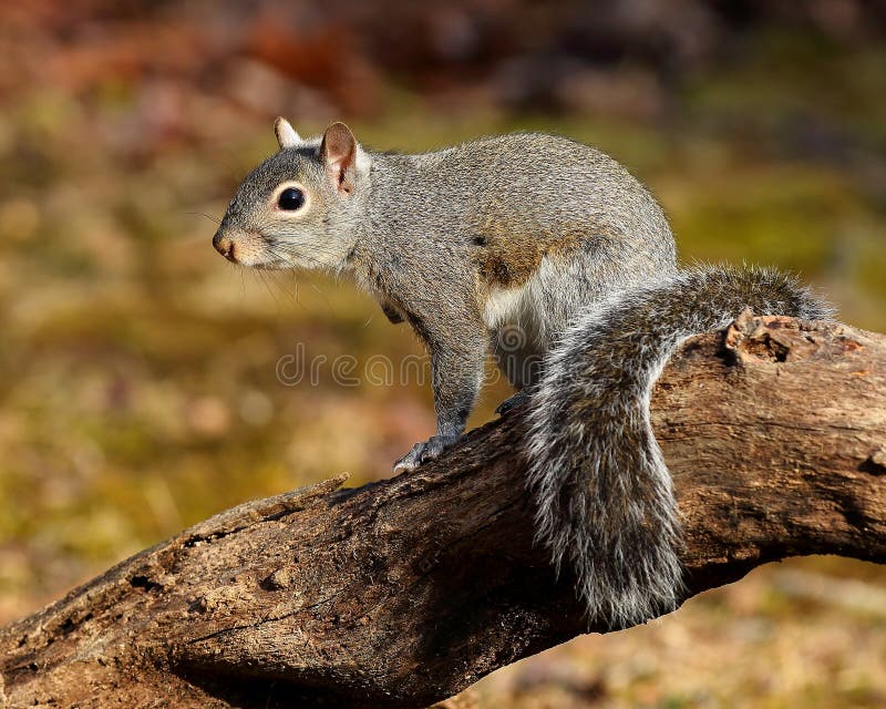 Gray Squirrel on Tree Trunk Stock Photo - Image of curiousity, acorns ...