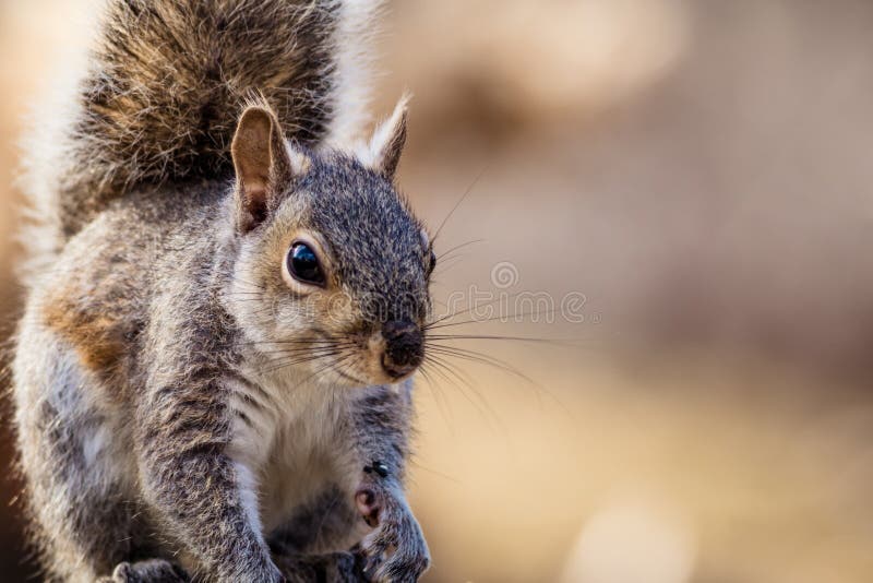 Eastern Gray Squirrel Poses in Beautiful Afternoon Light Stock Photo ...