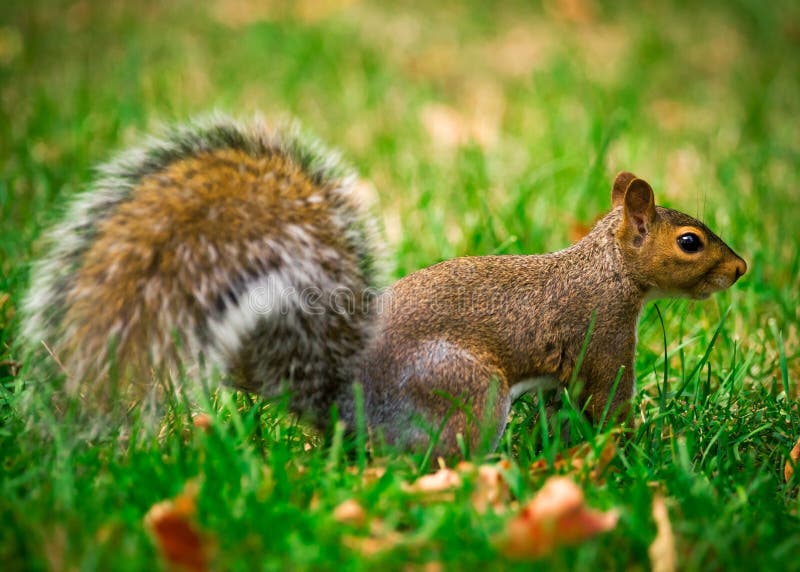 Eastern Gray Squirrel Profile Stock Image - Image of fauna, looking ...