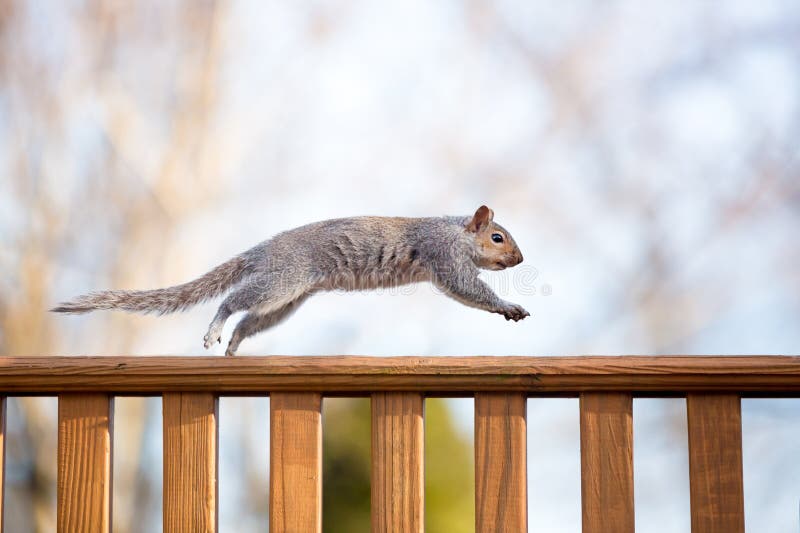 An Eastern Gray Squirrel Running Along a Deck Railing Stock Image ...