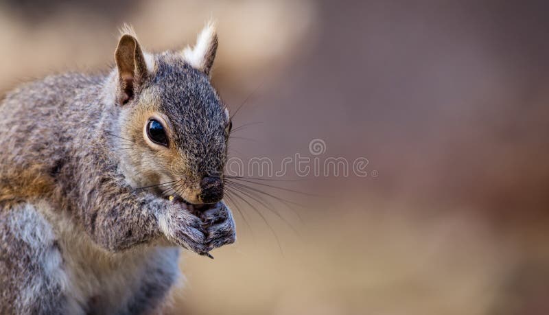 Eastern Gray Squirrel Enjoys a Snack in Beautiful Afternoon Light Stock ...