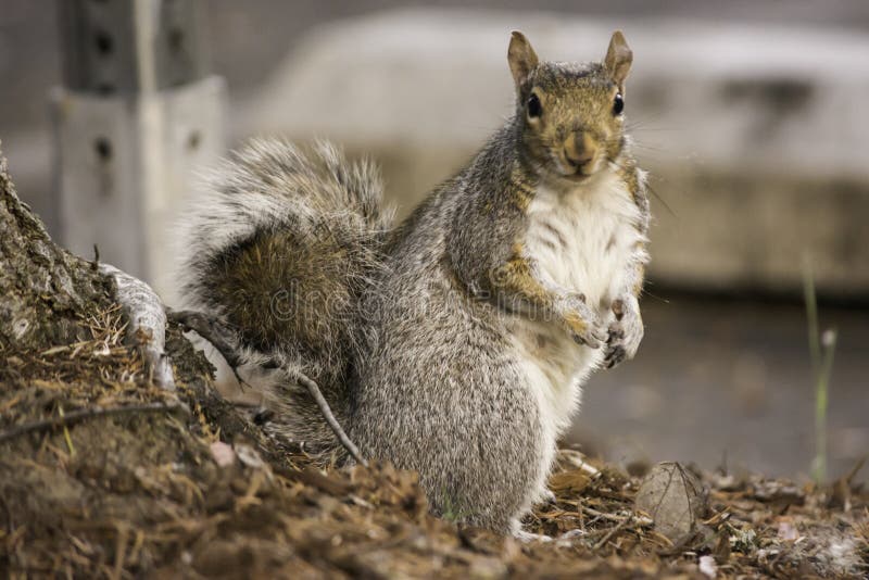 Eastern Gray Squirrel (Sciurus Carolinensis) Looking Straight at You ...
