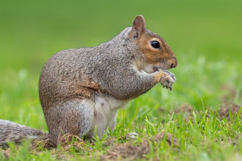 Gray Squirrel Sciurus Carolinensis Stock Image - Image of close ...