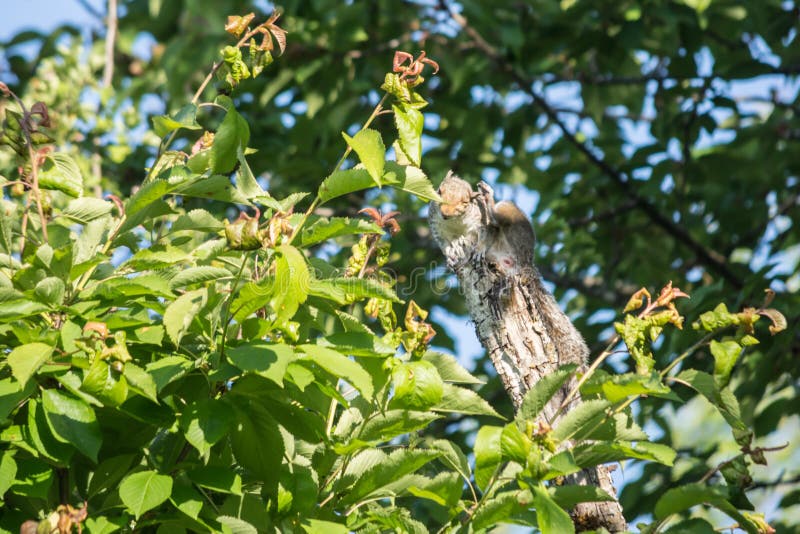 Eastern Gray Squirrel ( Sciurus Carolinensis ) Scratching Ear Stock ...