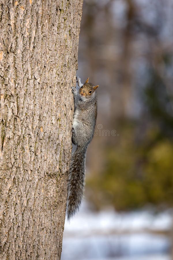 The Eastern Gray Squirrel (Sciurus Carolinensis) Stock Photo - Image of ...