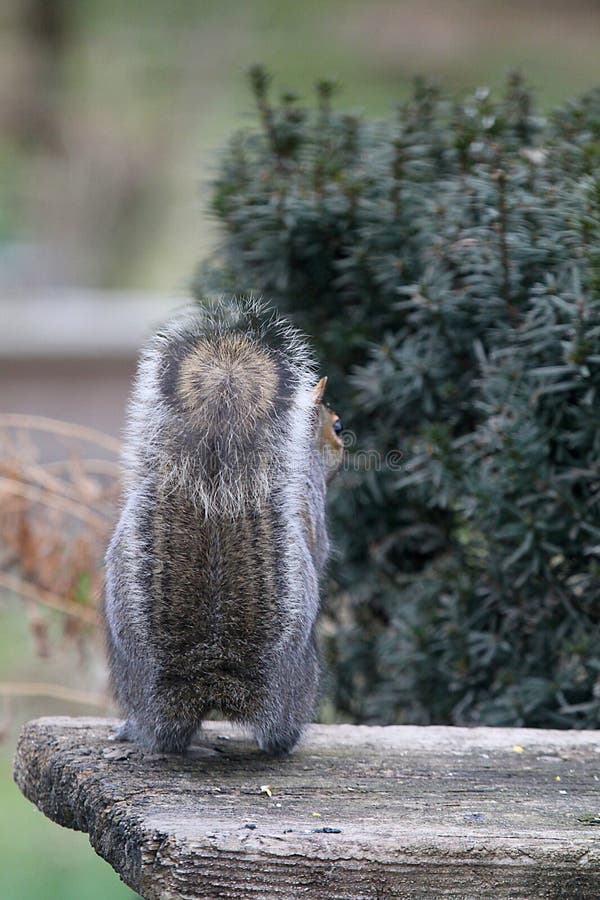 Eastern Gray Squirrel Showing Off Fancy Bushy Tail - Sciurus ...