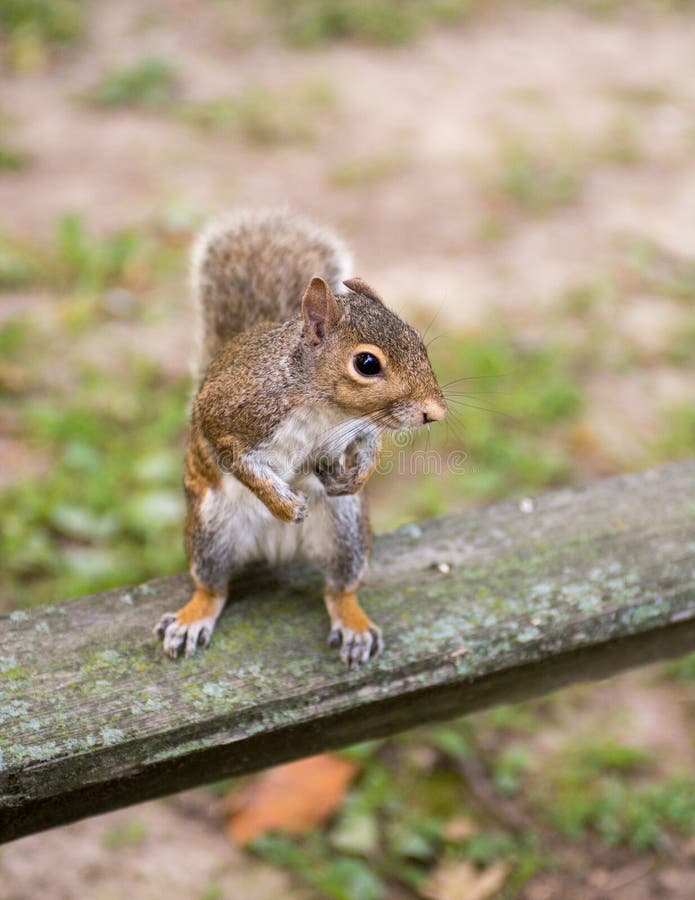 Eastern Gray Squirrel stock photo. Image of wildilfe - 35977672