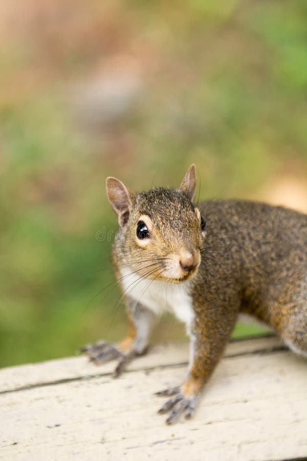 Eastern gray squirrel stock image. Image of grey, nature - 50006115
