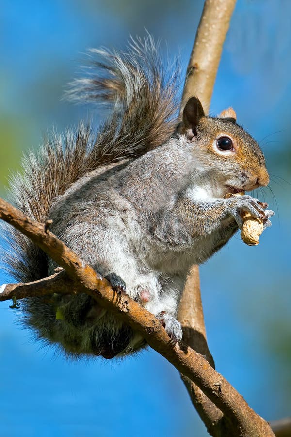 Grey Squirrel on Tree Stump Stock Image - Image of introduced, mammal ...