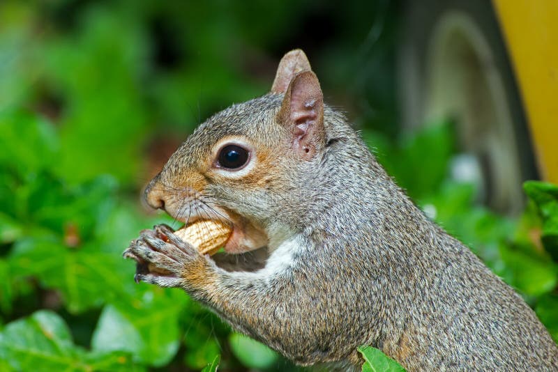 Eastern Gray Squirrel stock photo. Image of sciurus, animal - 34046296