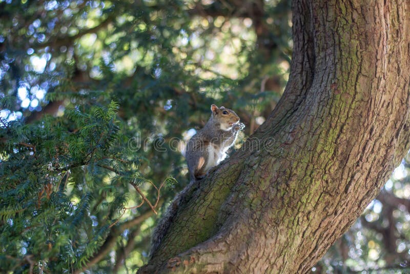 Eastern Gray Squirrel Standing on a Big Tree Trunk Eating Something ...