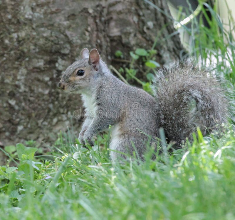 Eastern Gray Squirrel Poking Its Head from the Side of a Tree Stock ...