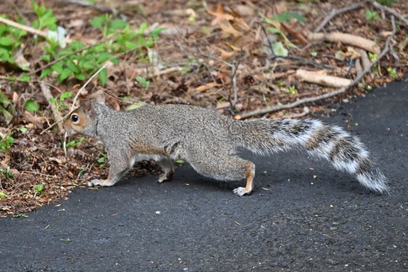 Eastern Gray Squirrel with Striped Tail Stock Photo - Image of raccoon ...