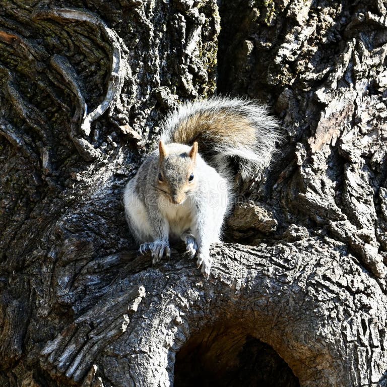 Eastern Gray Squirrel Watching Stock Image - Image of tree, attentive: 371489017